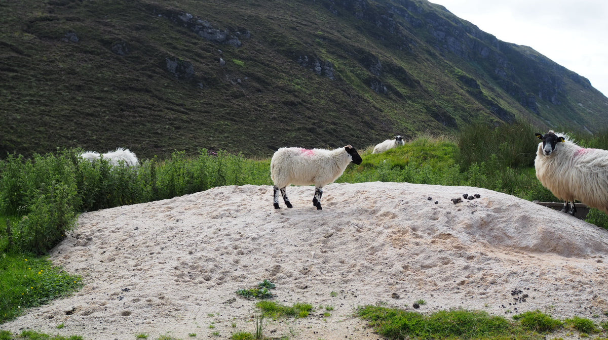 A Hidden Weekend in Donegal: Dog-Friendly Escapes, Secret Beaches & Lo ...